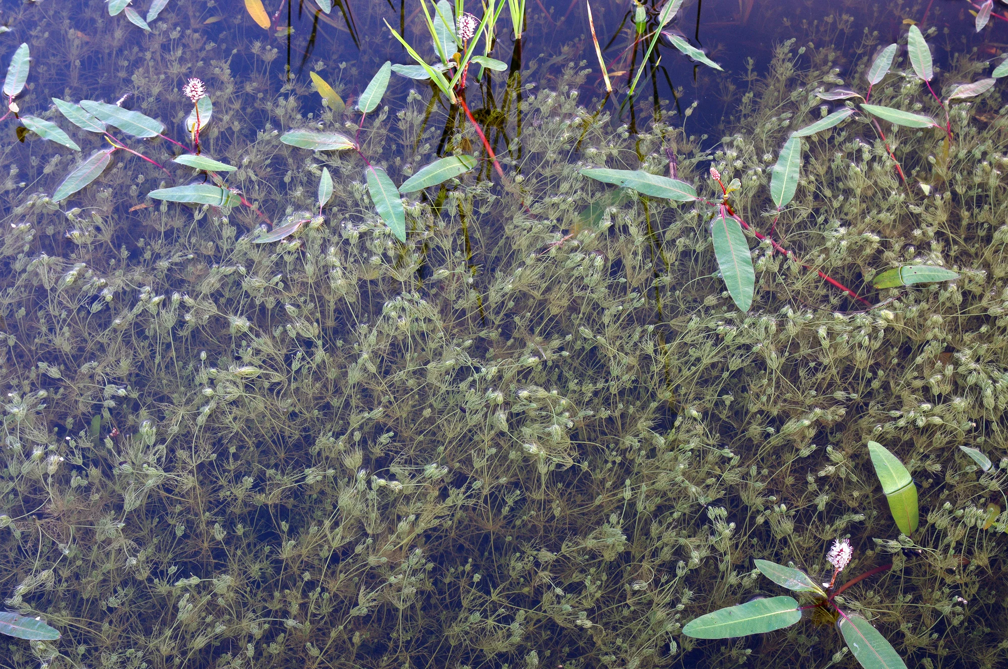 Charophyceae (Stoneworts) — The Biology Primer