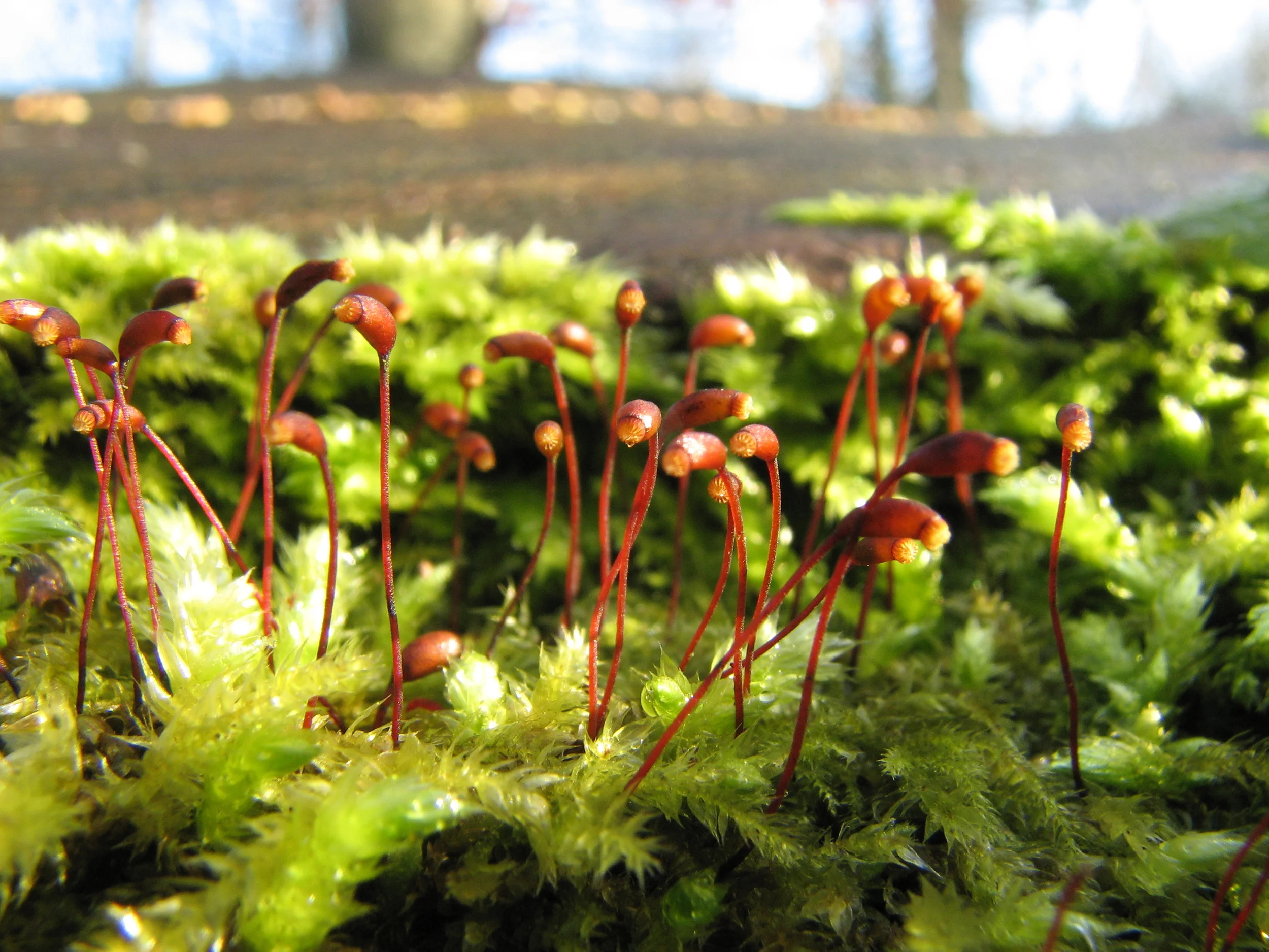 Bryophyta (True Mosses) — The Biology Primer