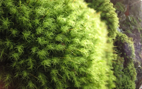 Bryophyta (True Mosses) — The Biology Primer