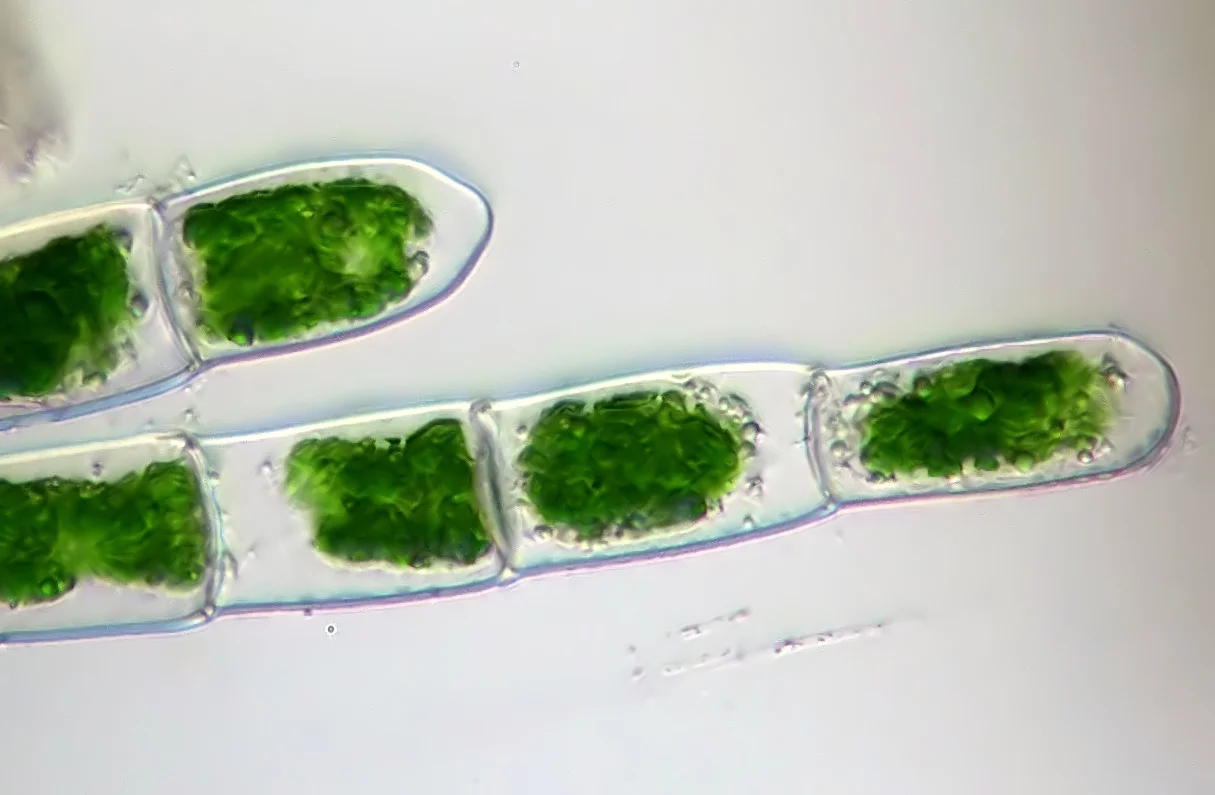Chlorophyta (Green Algae) — The Biology Primer