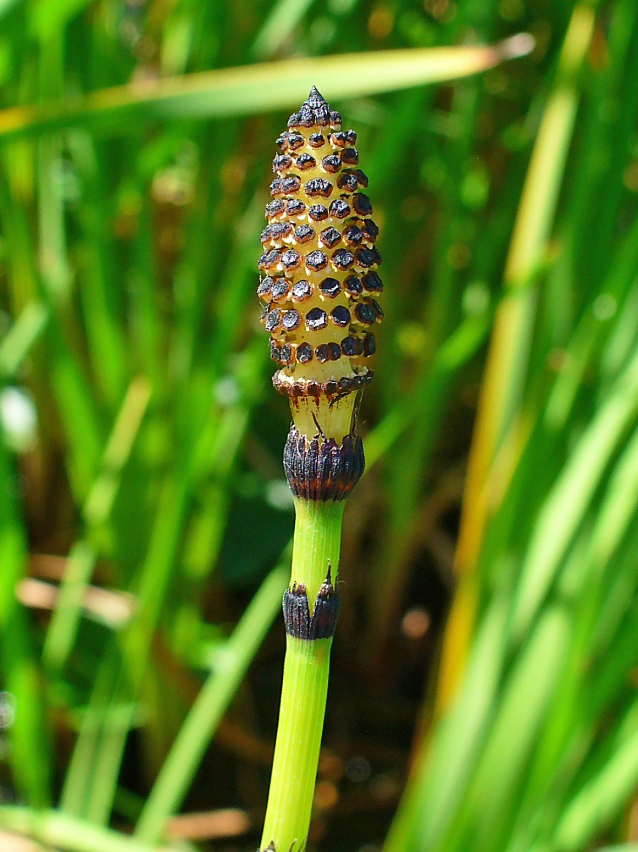 Equitopsida (Horsetails) — The Biology Primer