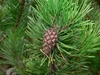 Pinopsida (Conifers) — The Biology Primer