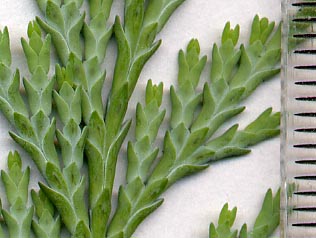 Pinopsida (Conifers) — The Biology Primer