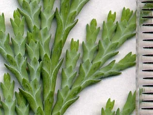 Pinopsida (Conifers) — The Biology Primer