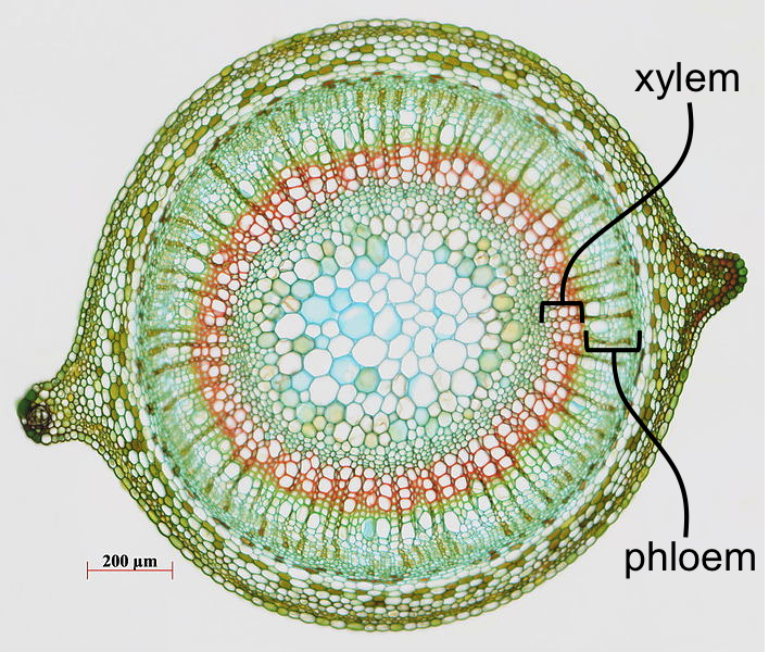 Magnoliopsida (Dicotyledons) — The Biology Primer