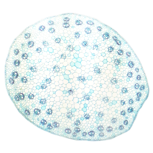 Liliopsida (Monocotyledons) — The Biology Primer