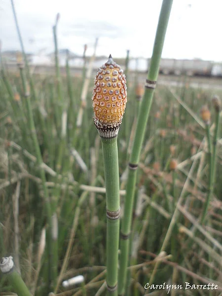 Equisetum — The Biology Primer
