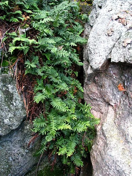 Polypodium — The Biology Primer