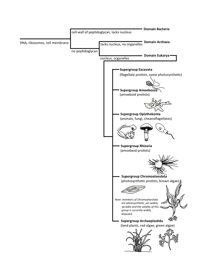 The Origin and Evolution of Eukarya — The Biology Primer