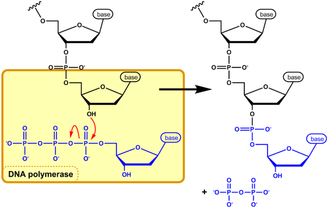 DNA Replication — The Biology Primer