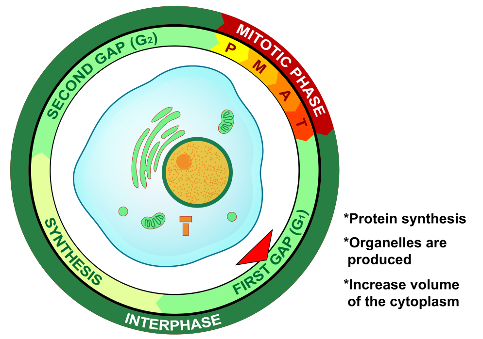 The Cell Cycle The Biology Primer The Cell Cycle The Biology Primer