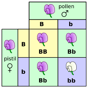 Mendelian Genetics: lab — The Biology Primer