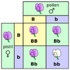 Mendelian Genetics: lab — The Biology Primer