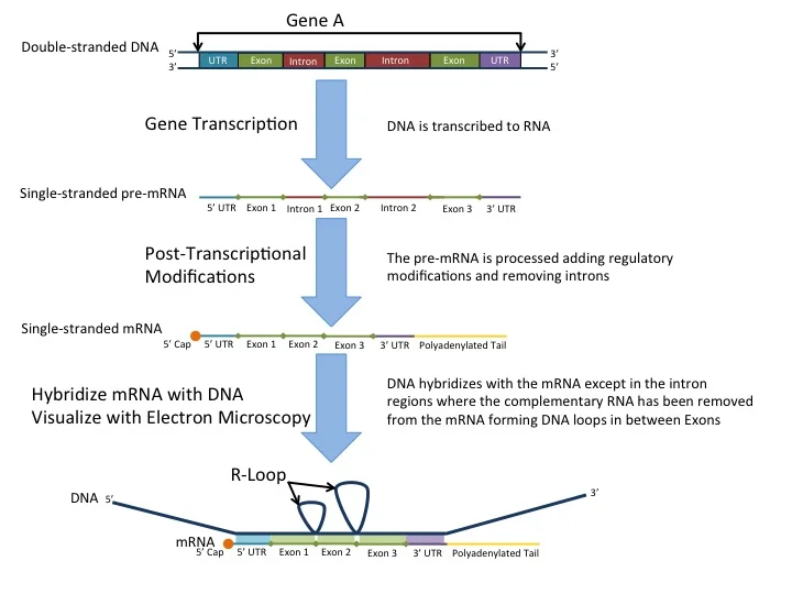 Rna Processing Rna Processing