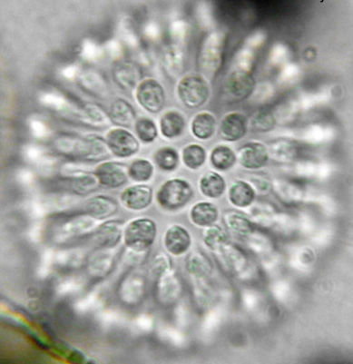 The Origin and Evolution of Animals — The Biology Primer