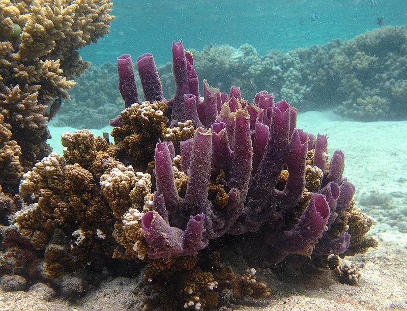 The Origin and Evolution of Animals — The Biology Primer