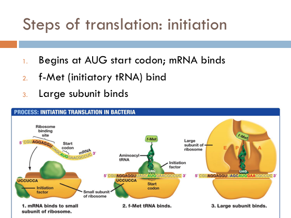 Chapter: Transcription & Translation — The Biology Primer
