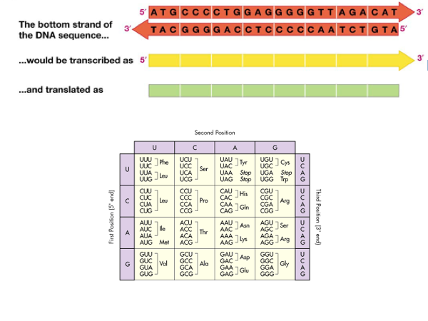 Lecture slides: The Genetic Code — The Biology Primer
