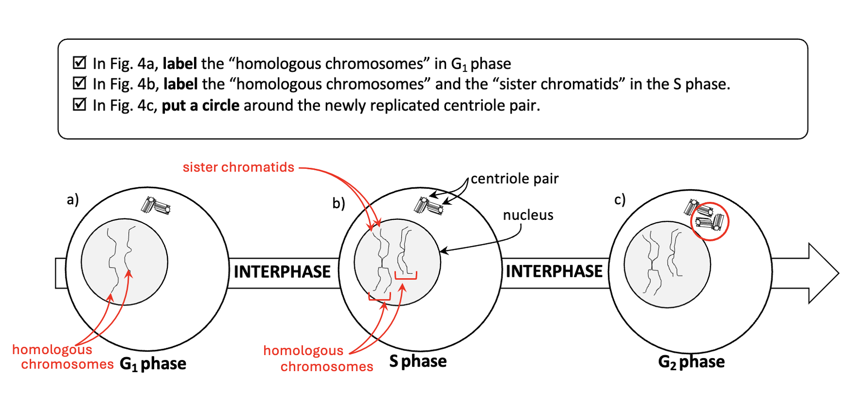 Module Instructions: Cell Cycle (Lab) — The Biology Primer