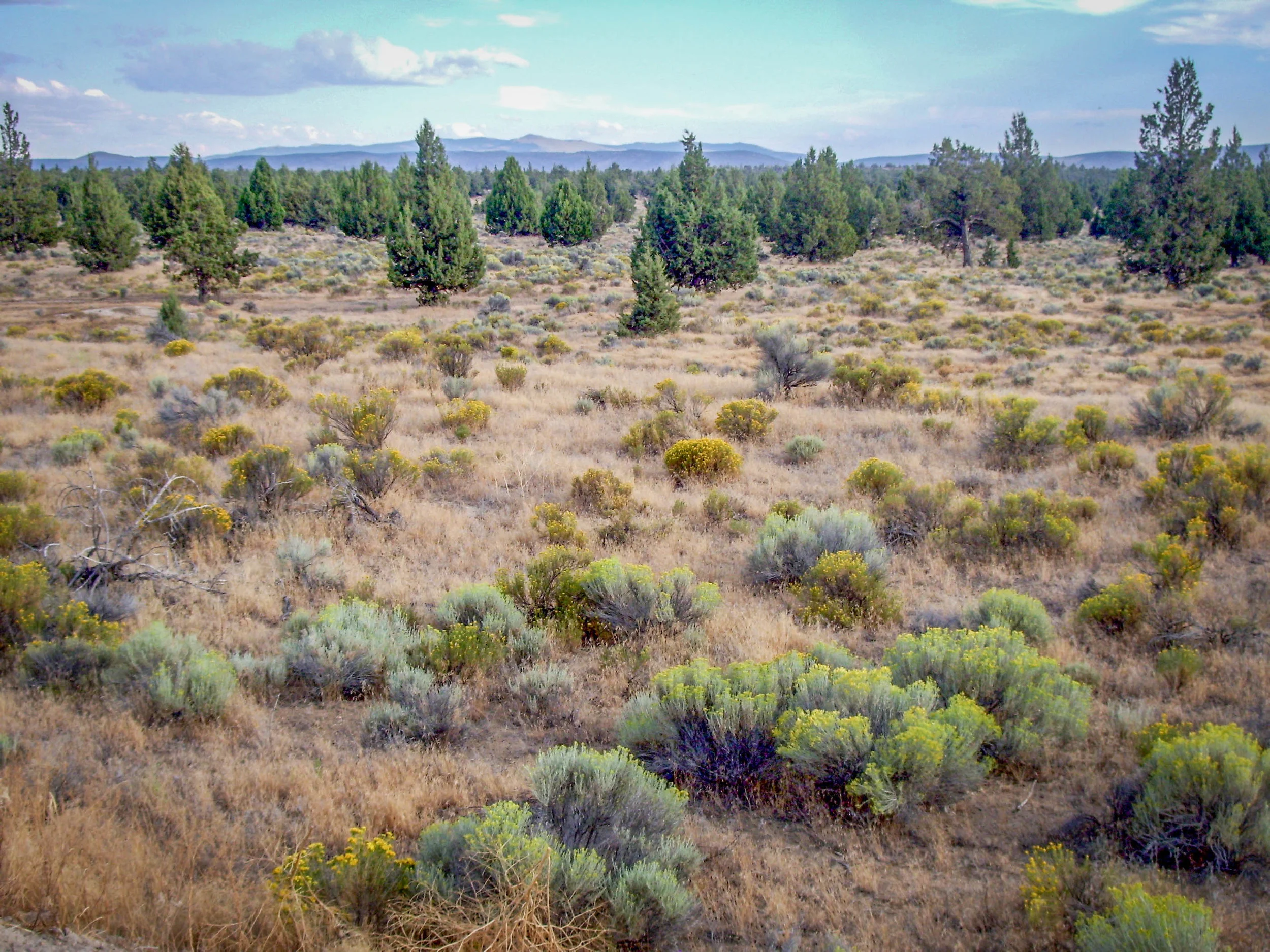 9 Iconic Film Locations of Wild — LocationsHub