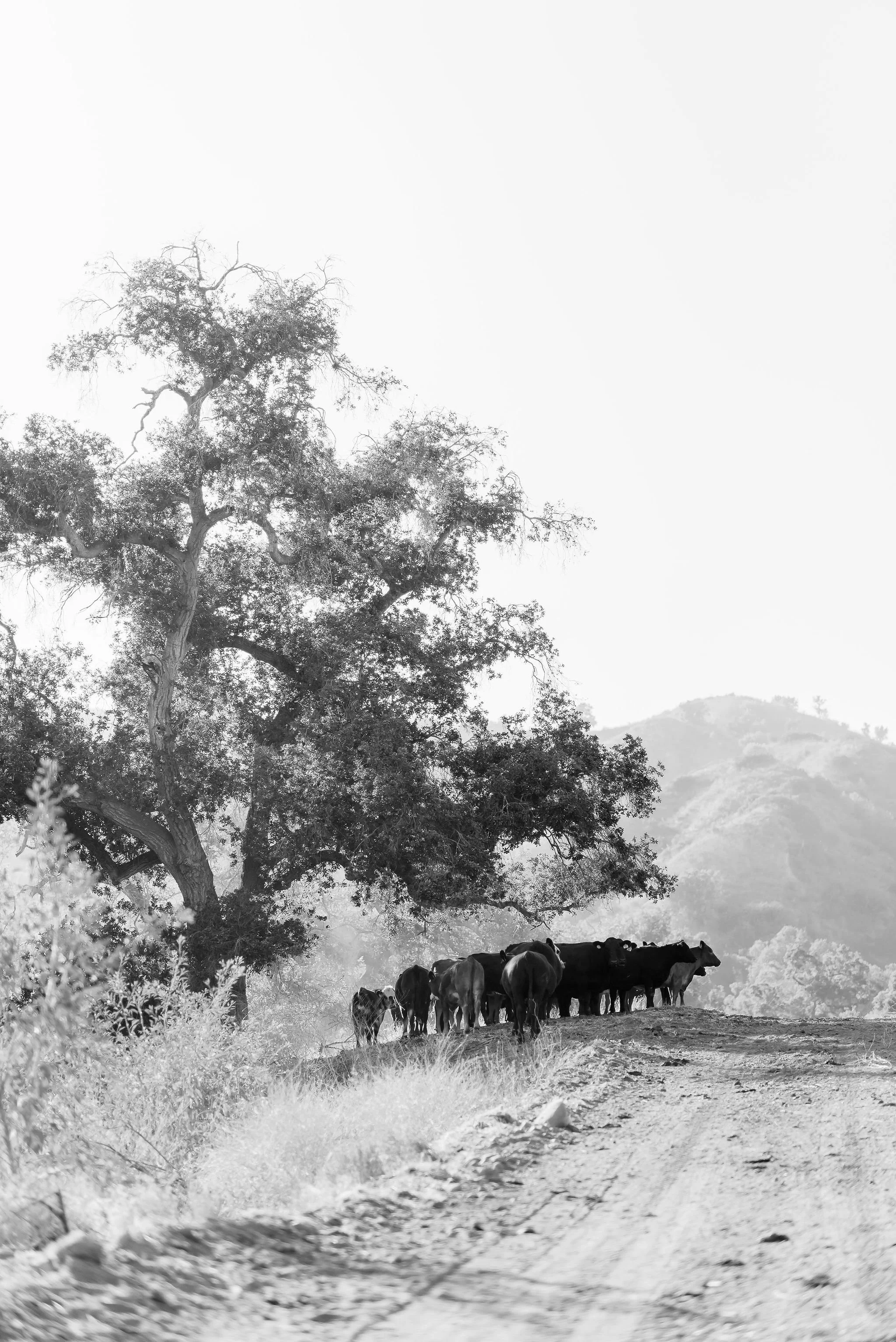 FEATURED FILM LOCATION: Sloan Ranch — LocationsHub
