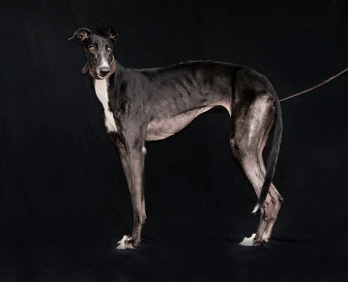 Adopted Greyhounds — Second Chance Greyhounds