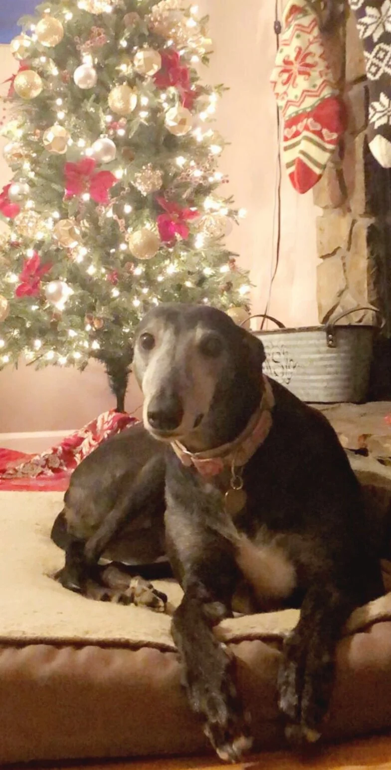 PJ Golden Girl Blog — Second Chance Greyhounds