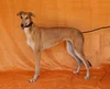 Available Greyhounds — Second Chance Greyhounds