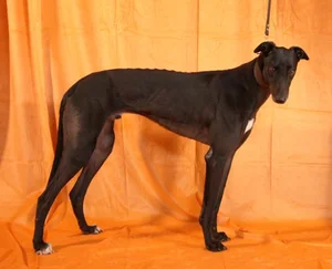 Available Greyhounds — Second Chance Greyhounds