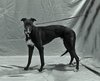 Available Greyhounds — Second Chance Greyhounds