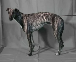 Available Greyhounds — Second Chance Greyhounds