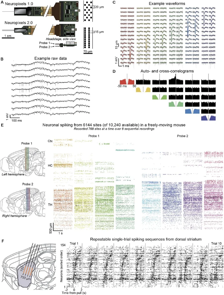 Neuropixels — Neural Computation Lab