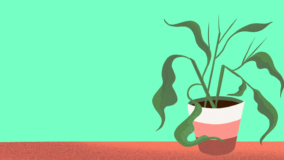 Plant Growing Animated Gif