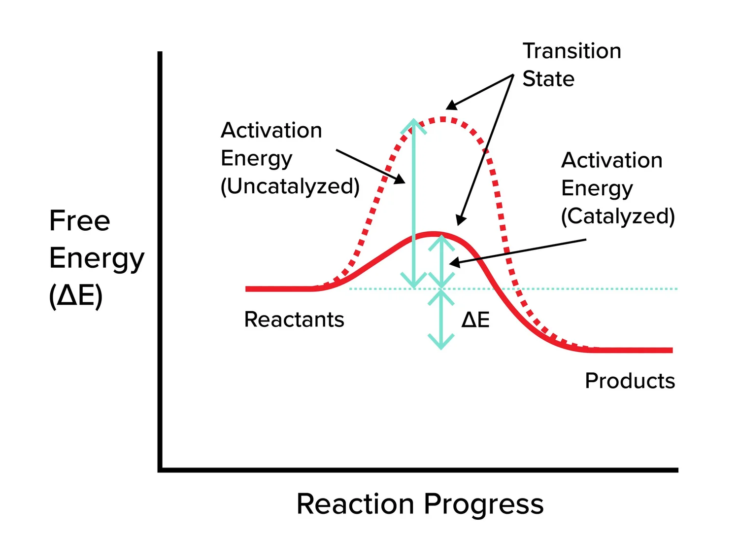 Enzymes for the MCAT: Everything You Need to Know — Shemmassian ...