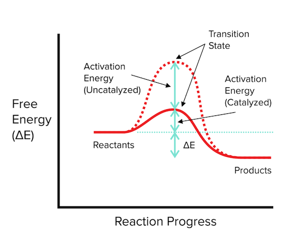 Enzymes for the MCAT: Everything You Need to Know — Shemmassian Academic Consulting