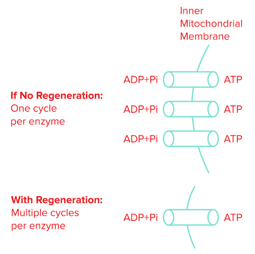 Enzymes for the MCAT: Everything You Need to Know — Shemmassian ...
