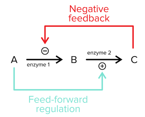 Enzymes for the MCAT: Everything You Need to Know — Shemmassian ...
