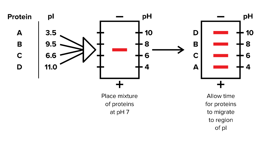 Biochemistry Lab Techniques for the MCAT: Everything You Need to Know ...