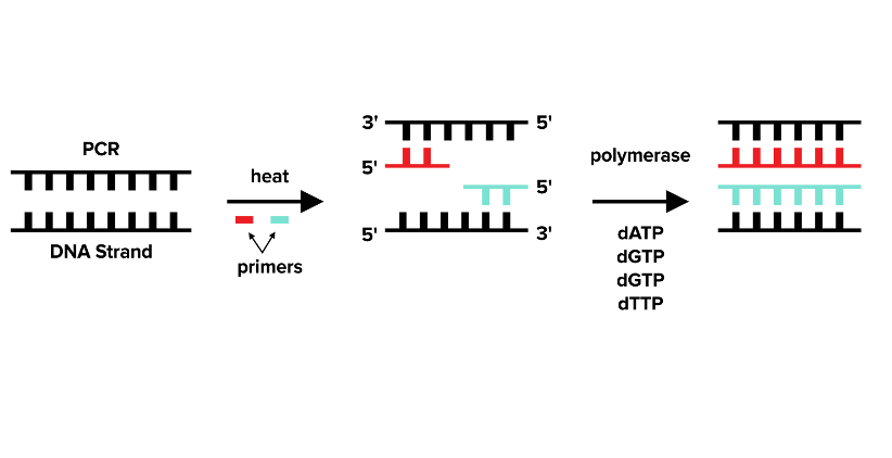 Biochemistry Lab Techniques for the MCAT: Everything You Need to Know ...