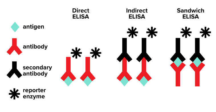 Biochemistry Lab Techniques for the MCAT: Everything You Need to Know ...
