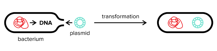Biochemistry Lab Techniques for the MCAT: Everything You Need to Know ...