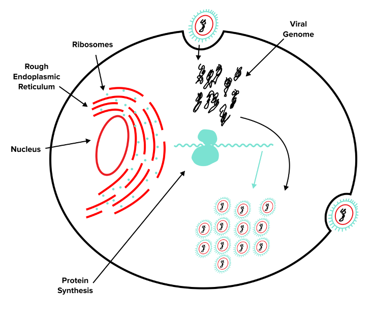 Cells and Viruses for the MCAT: Everything You Need to Know ...
