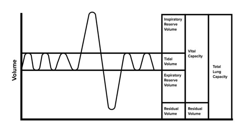 Respiratory and Cardiovascular Systems for the MCAT: Everything You ...