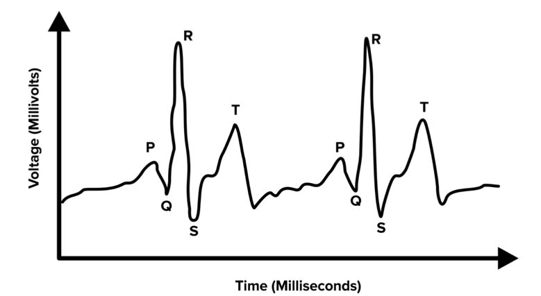 Respiratory and Cardiovascular Systems for the MCAT: Everything You ...