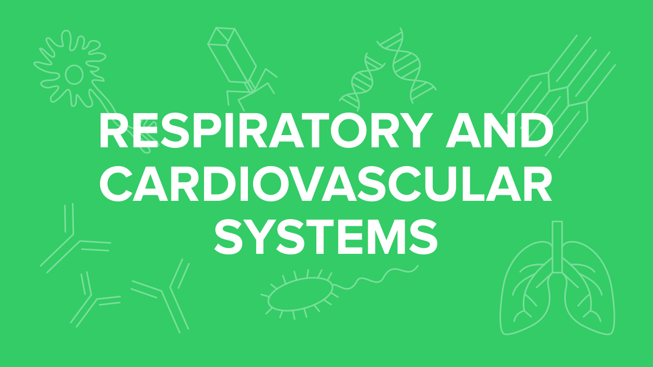 Respiratory and Cardiovascular Systems for the MCAT: Everything You ...