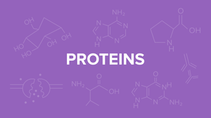 Proteins for the MCAT: Everything You Need to Know — Shemmassian ...