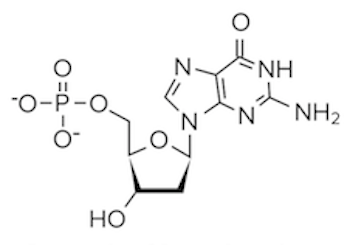 DNA for the MCAT: Everything You Need to Know — Shemmassian Academic ...