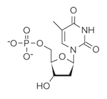 DNA for the MCAT: Everything You Need to Know — Shemmassian Academic ...