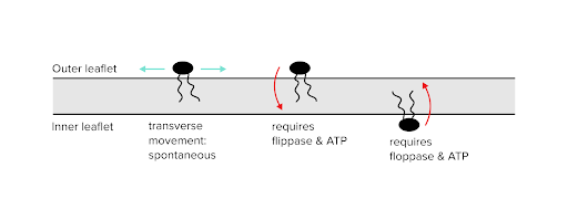Lipids and Membranes for the MCAT: Everything You Need to Know ...