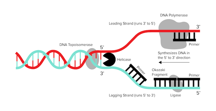 DNA and RNA for the DAT — Shemmassian Academic Consulting